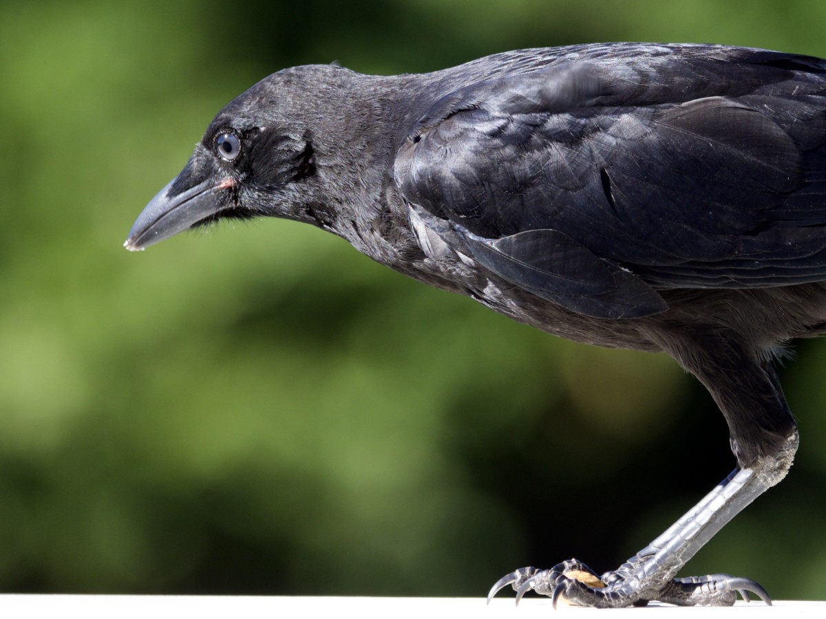 Bright Blue Eyes of Baby Crows – Ingrid Taylar Foto