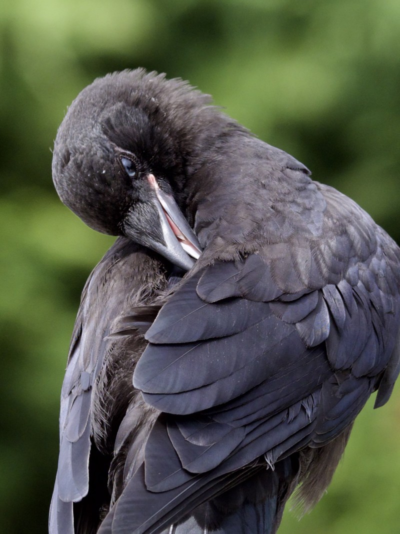 Bright Blue Eyes of Baby Crows – Ingrid Taylar Foto