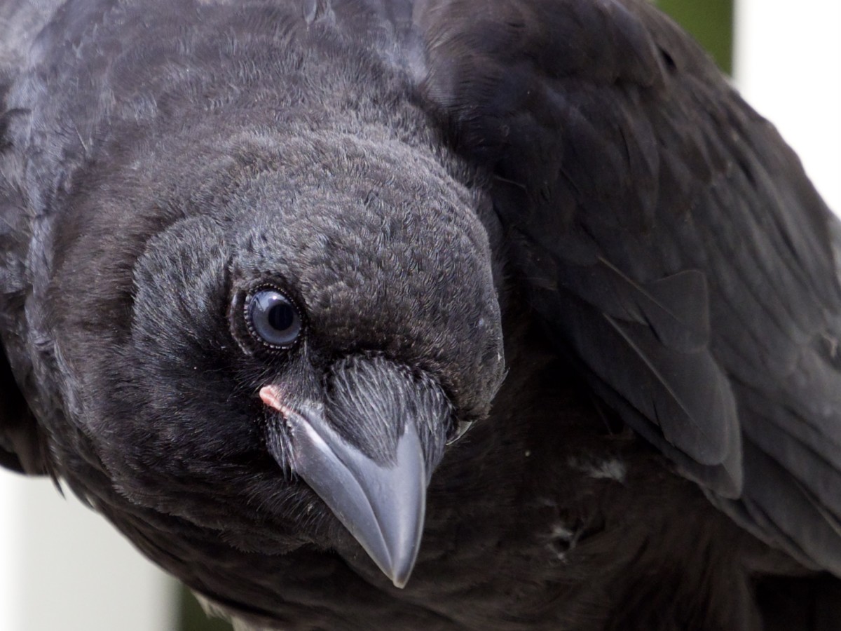 Bright Blue Eyes of Baby Crows – Ingrid Taylar Foto