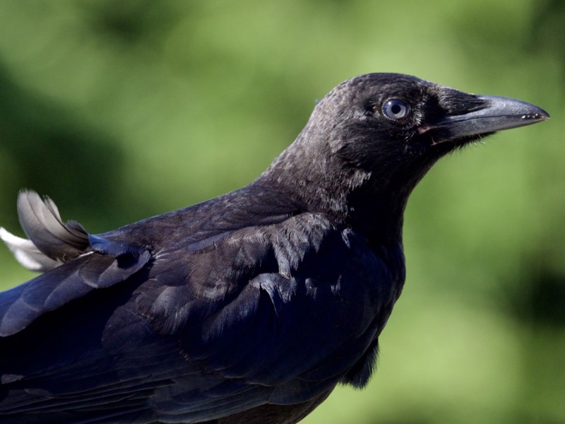 Bright Blue Eyes of Baby Crows – Ingrid Taylar Foto