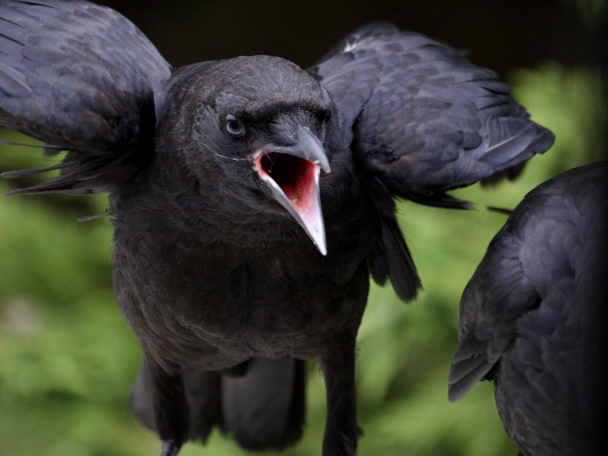Bright Blue Eyes of Baby Crows – Ingrid Taylar Foto