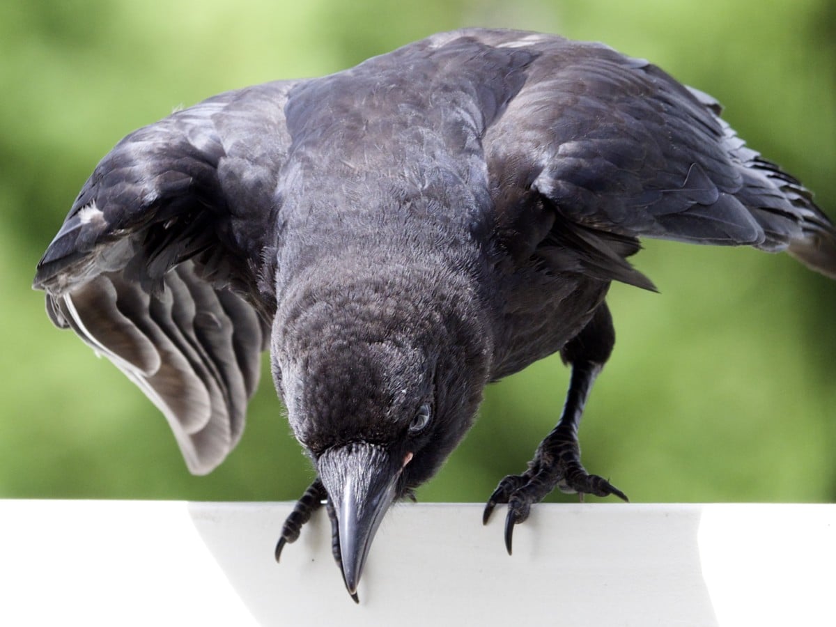 Bright Blue Eyes of Baby Crows – Ingrid Taylar Foto