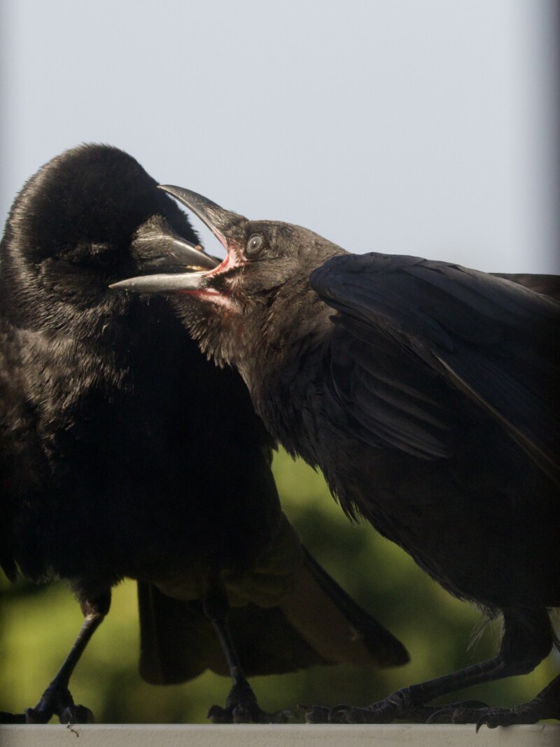 Bright Blue Eyes of Baby Crows – Ingrid Taylar Foto