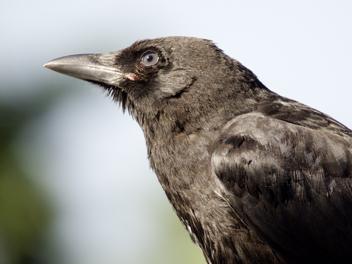 Bright Blue Eyes of Baby Crows – Ingrid Taylar Foto