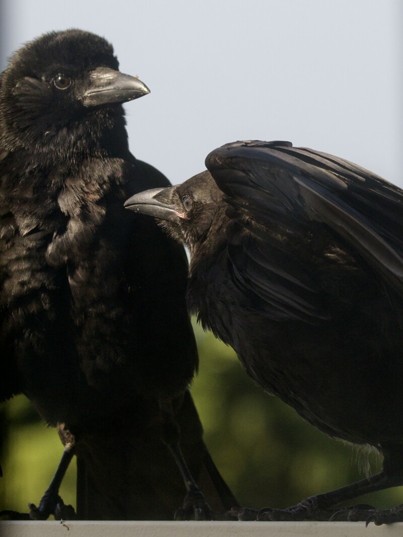 Bright Blue Eyes of Baby Crows – Ingrid Taylar Foto