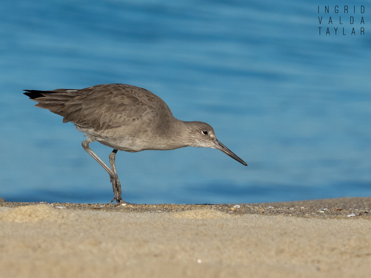 Shorebirds – Willets + Godwits – Ingrid Taylar Foto