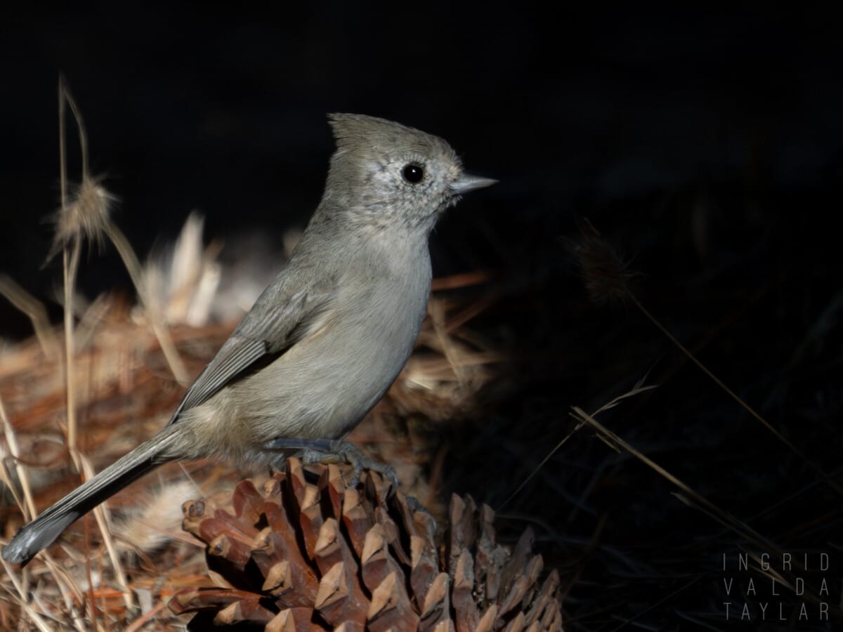 Bushtits, Wrentits + Titmice – Ingrid Taylar Foto