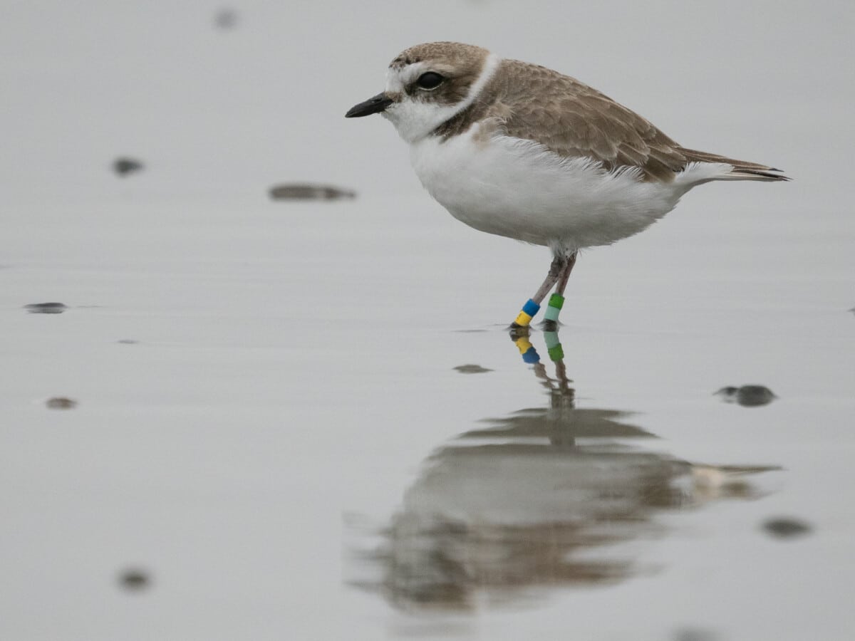 Shorebirds – Plovers – Ingrid Taylar Foto