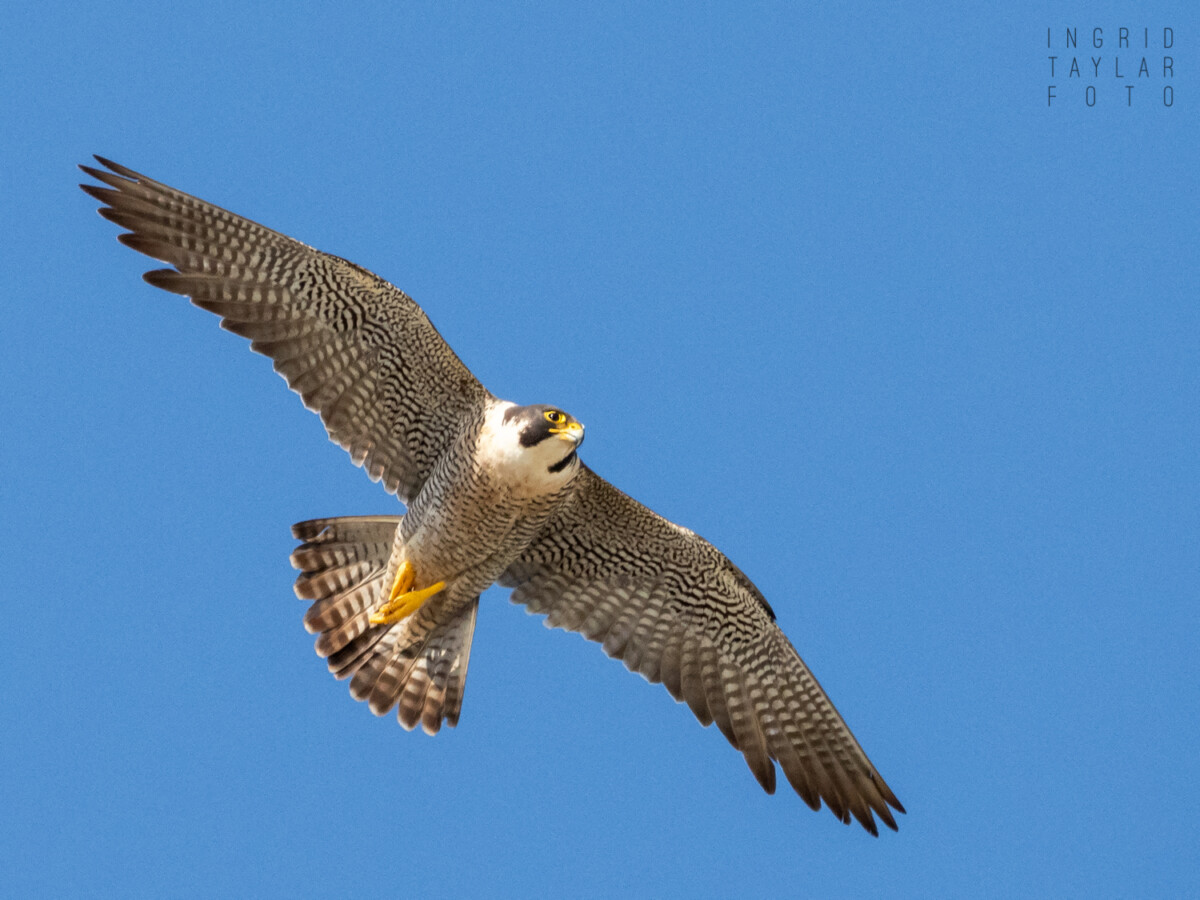 Hawks + Falcons – Ingrid Taylar Foto