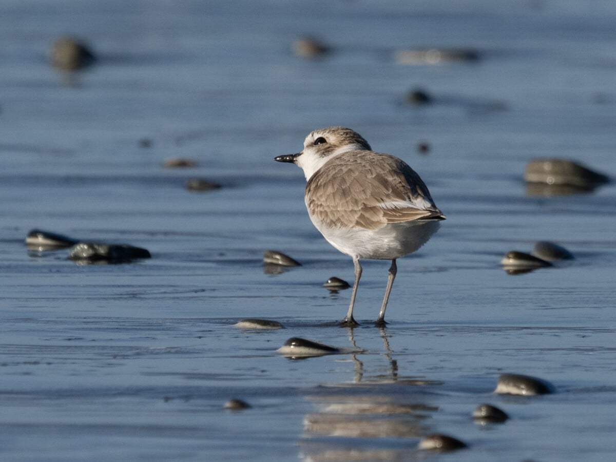 Shorebirds – Plovers – Ingrid Taylar Foto