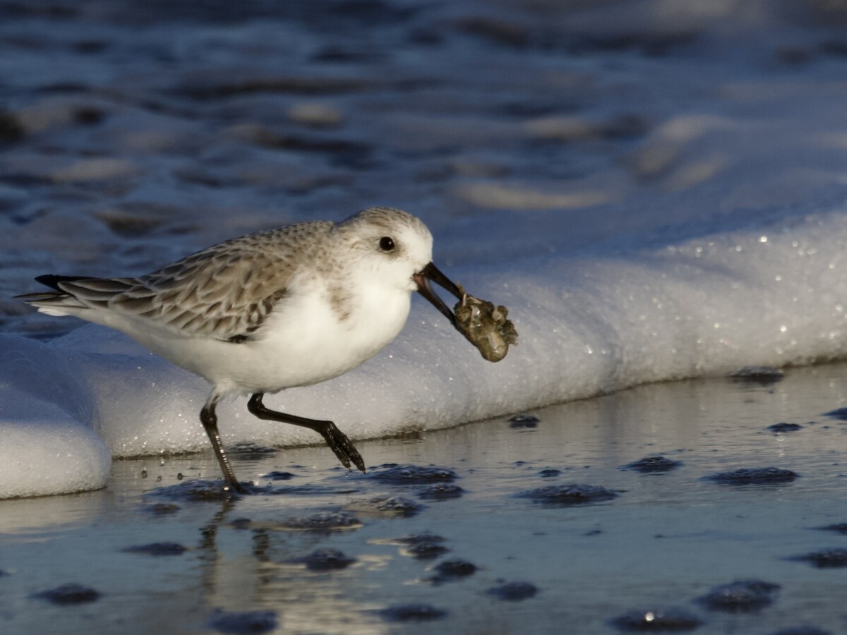 Shorebirds – Sanderlings – Ingrid Taylar Foto