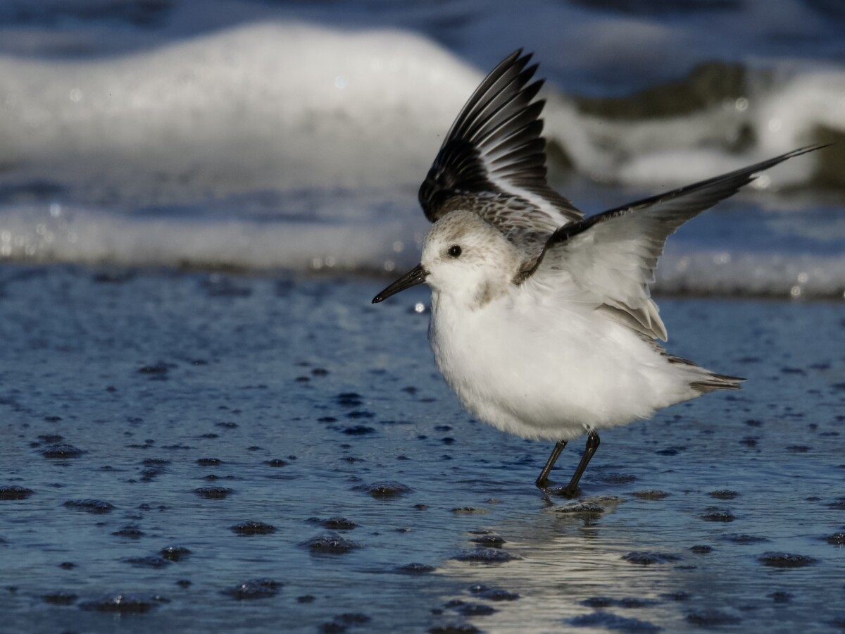 Shorebirds – Sanderlings – Ingrid Taylar Foto