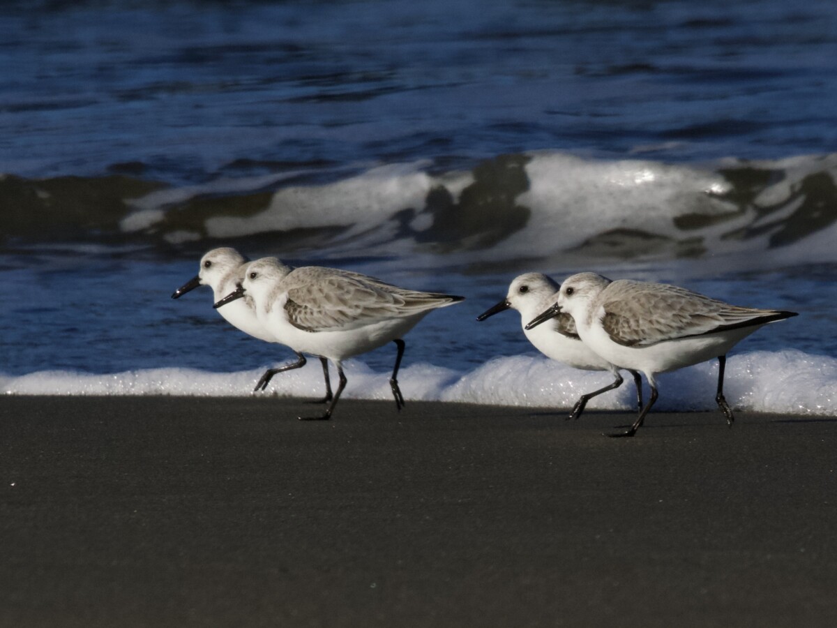Shorebirds – Sanderlings – Ingrid Taylar Foto