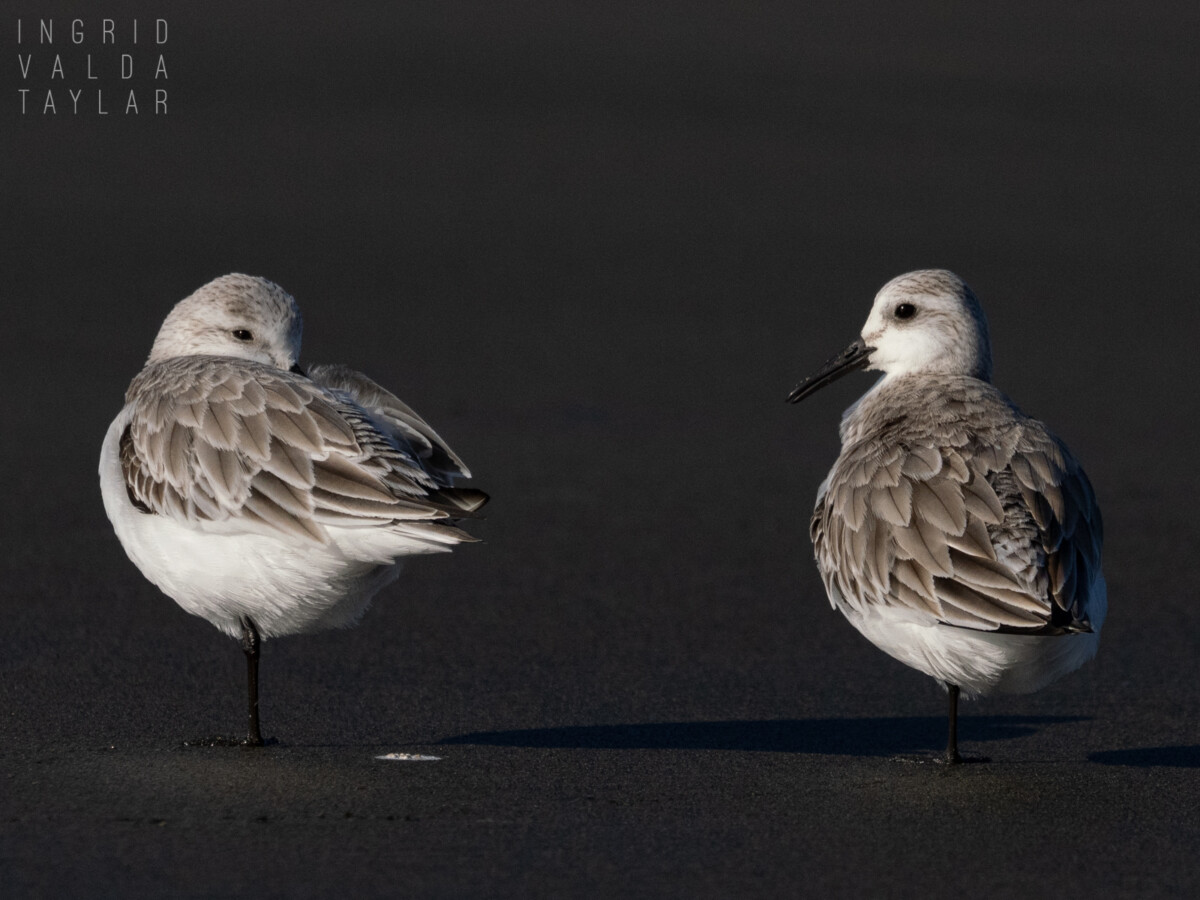 Shorebirds – Sanderlings – Ingrid Taylar Foto