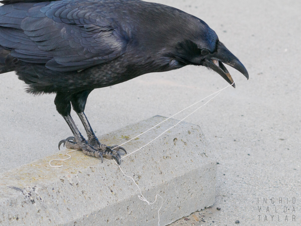 Wildlife Hazards + Rescue – Ingrid Taylar Foto