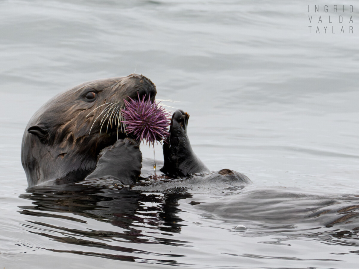 Southern Sea Otter Food Choices – Ingrid Taylar Foto