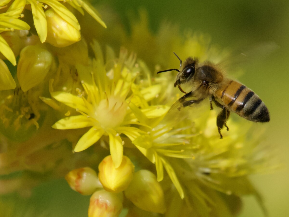Bees – Ingrid Taylar Foto