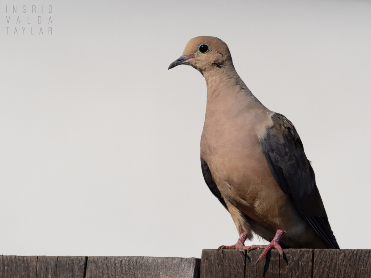 Mourning Doves – Ingrid Taylar Foto