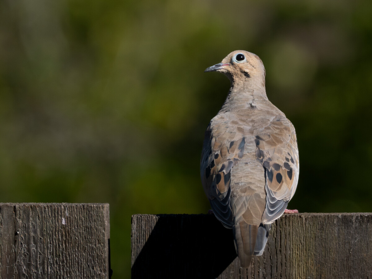 Mourning Doves – Ingrid Taylar Foto