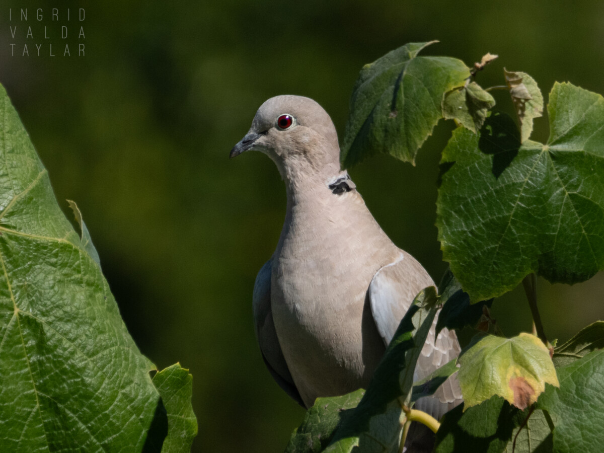 Mourning Doves – Ingrid Taylar Foto
