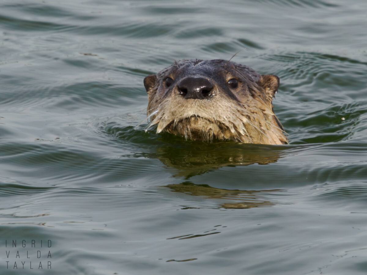 Otters – River Otters – Ingrid Taylar Foto